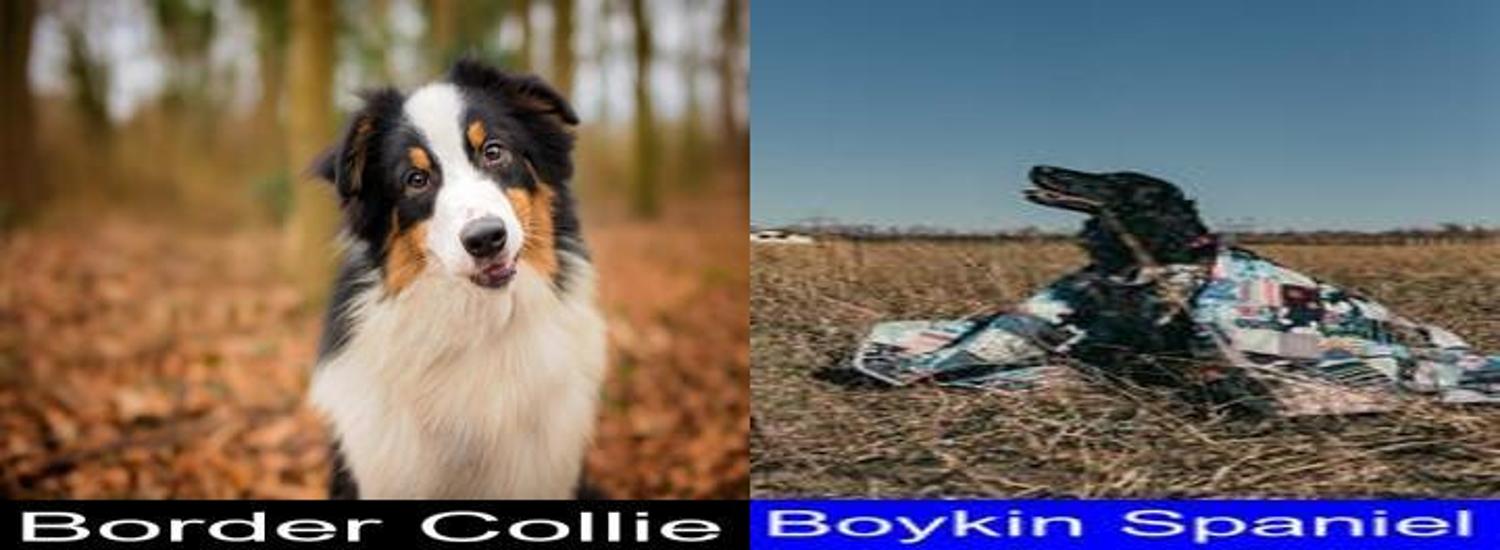 Which is Better between the Border Collie and the Boykin Spaniel ...