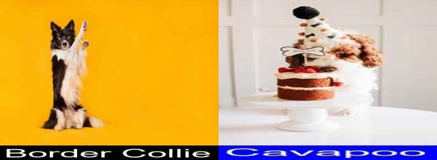 Which is Better between the Border Collie and the Cavapoo? - CollieCare