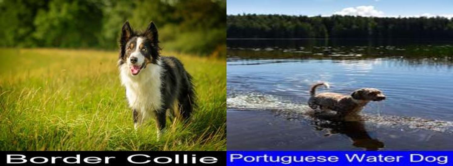 Why you Should Get the Border Collie Instead of the Portuguese Water ...