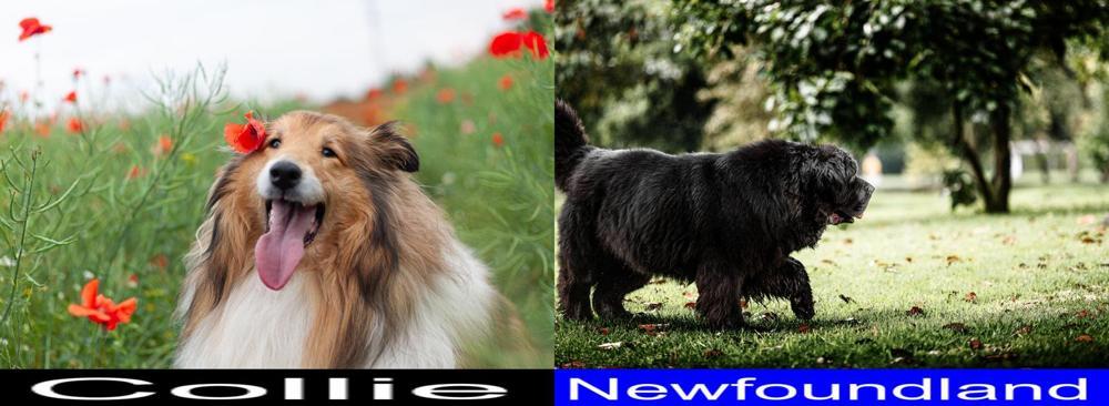 Which is Better between the Collie and the Newfoundland? - CollieCare