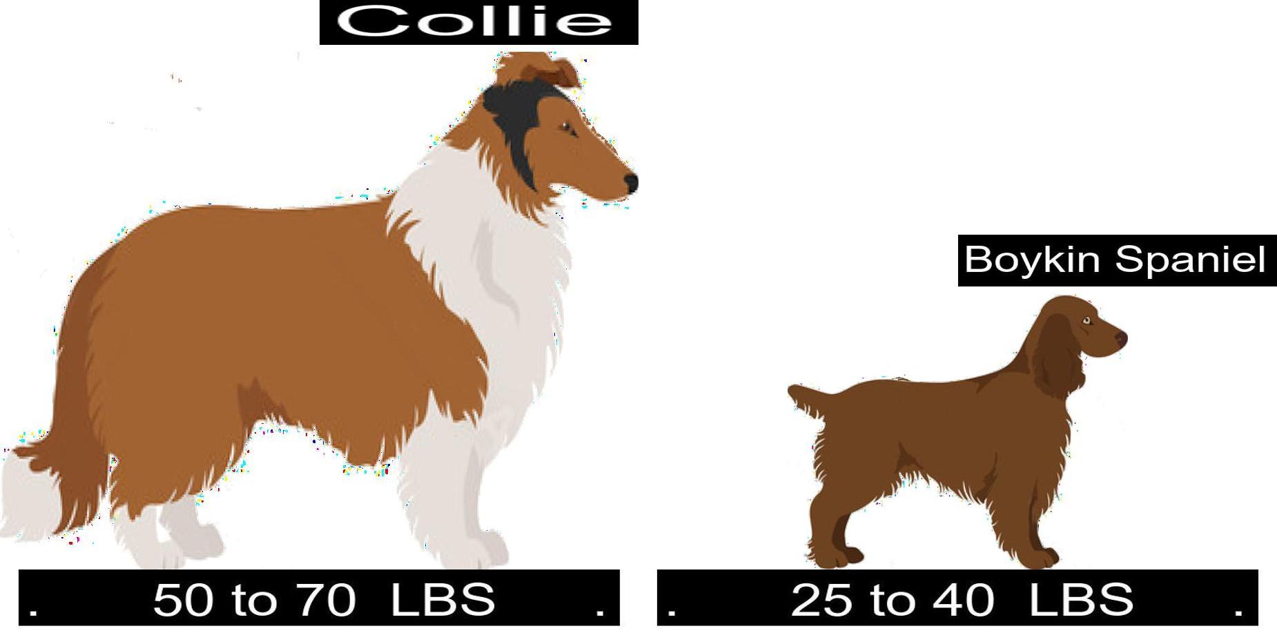 Collie versus Boykin Spaniel. Final Verdict on Which one is a Better ...