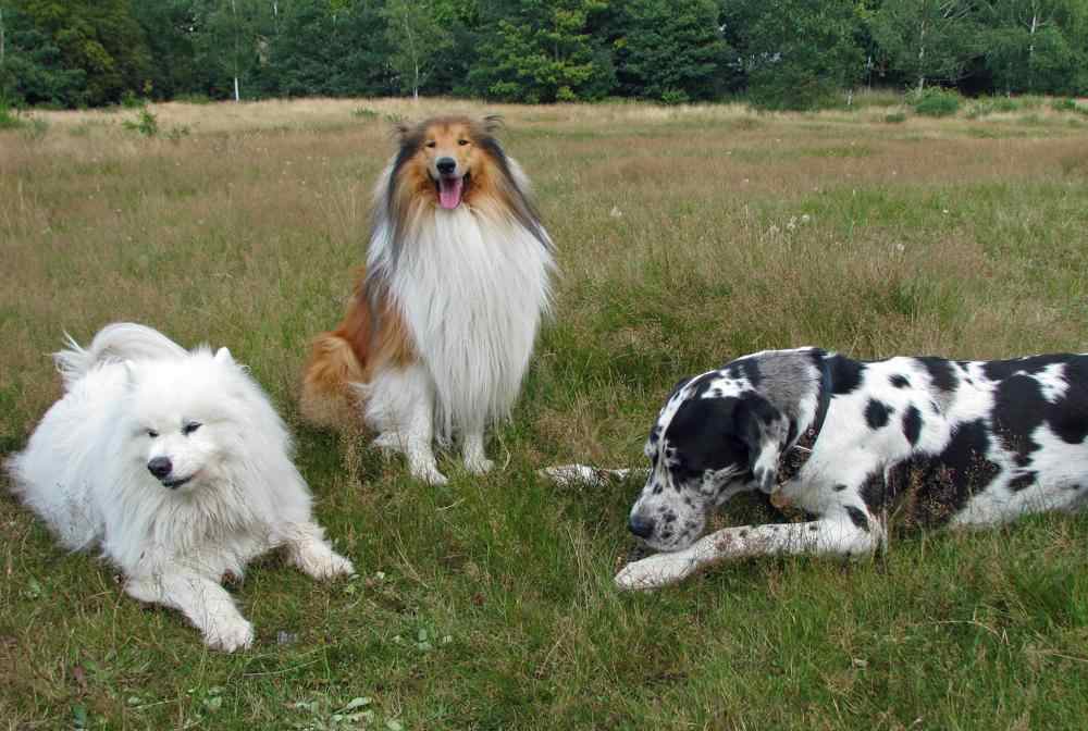 Collie Growth Chart. Collie Weight Calculator. - CollieCare