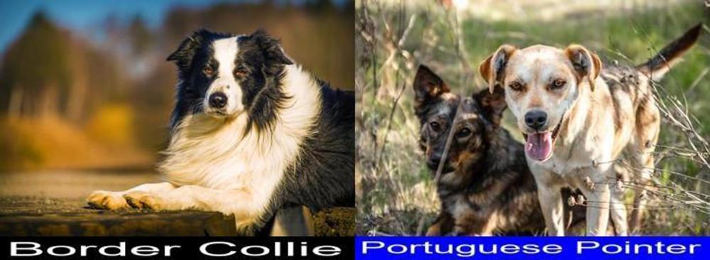 Which is Better between the Border Collie and the Portuguese Pointer ...